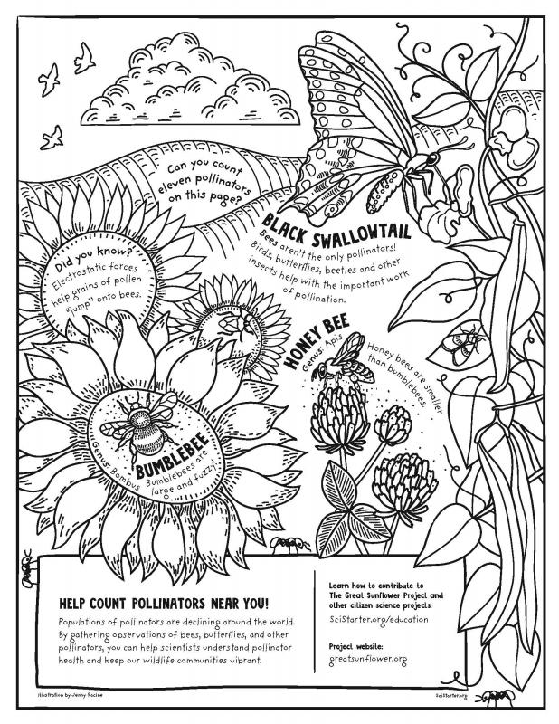 Homepage | The Great Sunflower Project