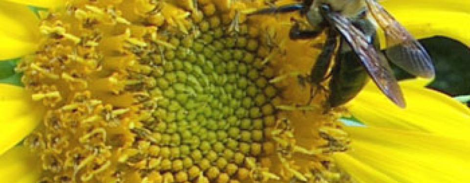 Xylocopa on sunflower | The Great Sunflower Project